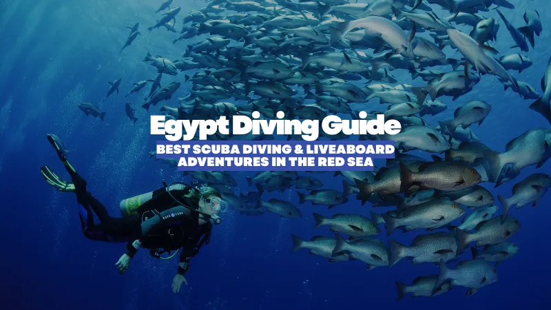 Egypt Diving Guide 2026 | Red Sea Liveaboards & Wrecks